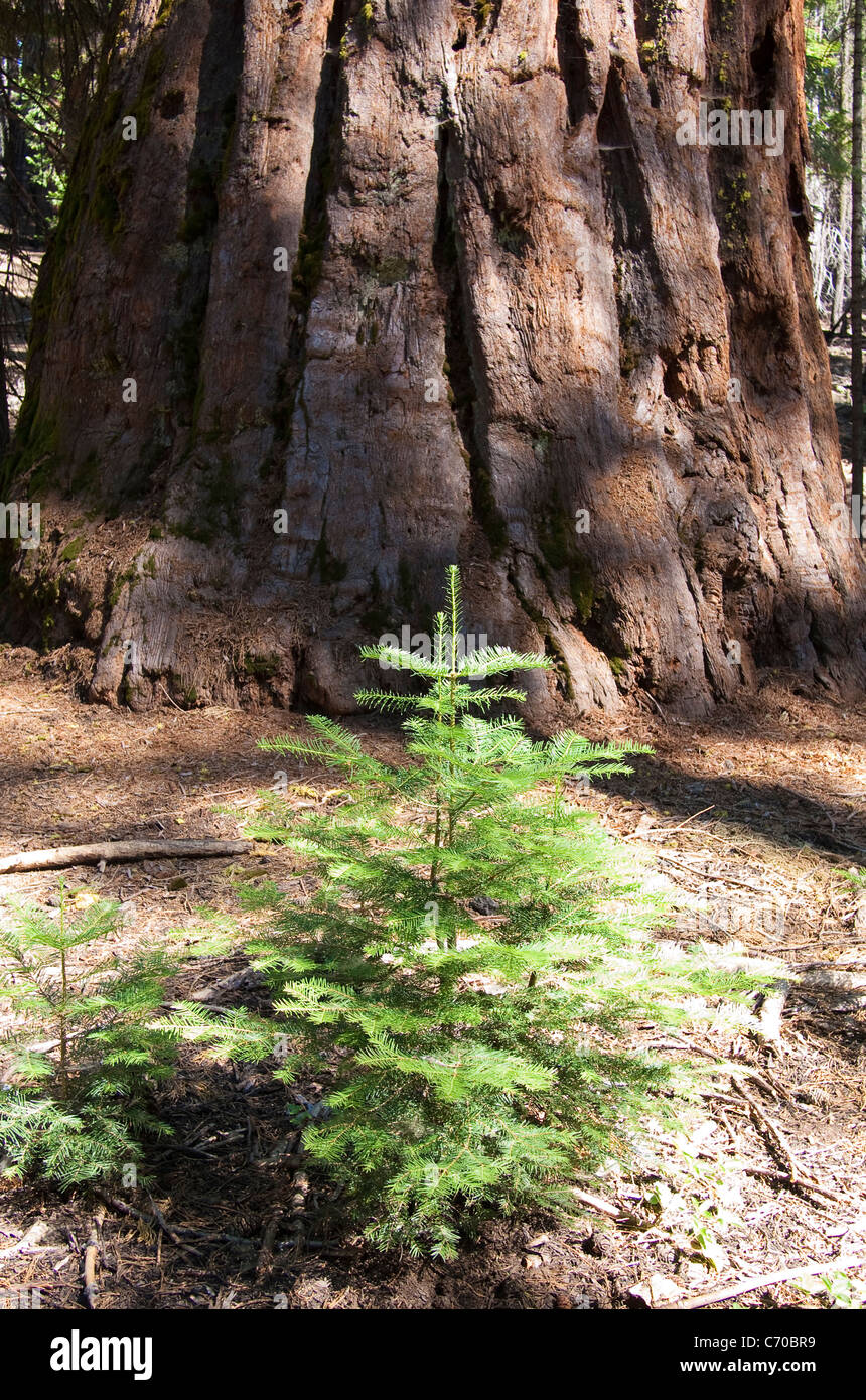 Sequoia National Park Young Tree High Resolution Stock Photography and ...