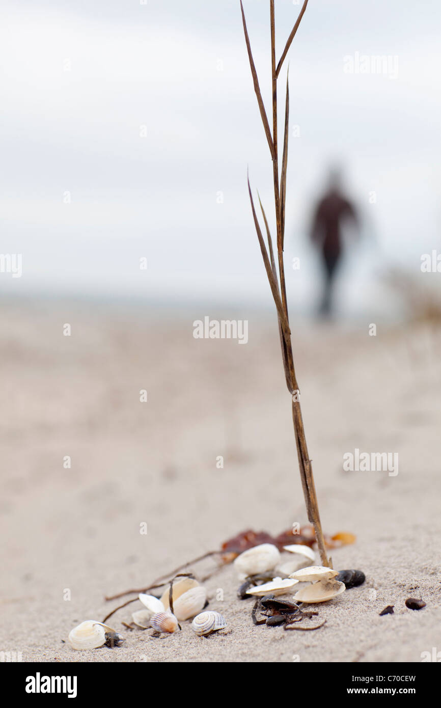 Close up of shells and twig on beach Stock Photo - Alamy