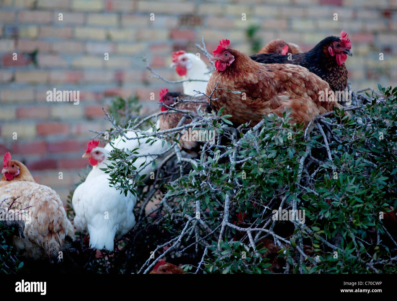 Roosting poultry hi-res stock photography and images - Alamy