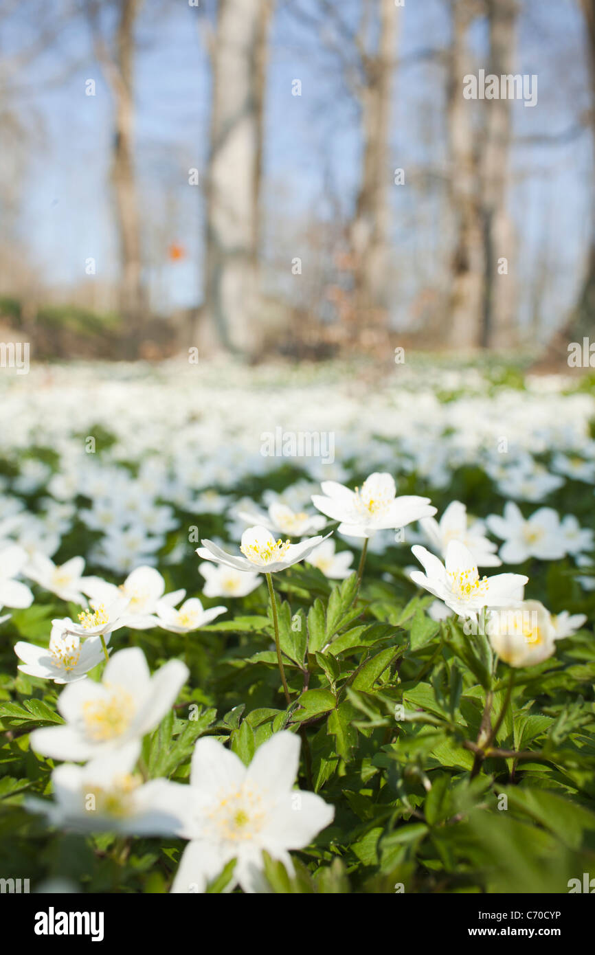 White flower field on woods hi-res stock photography and images - Alamy