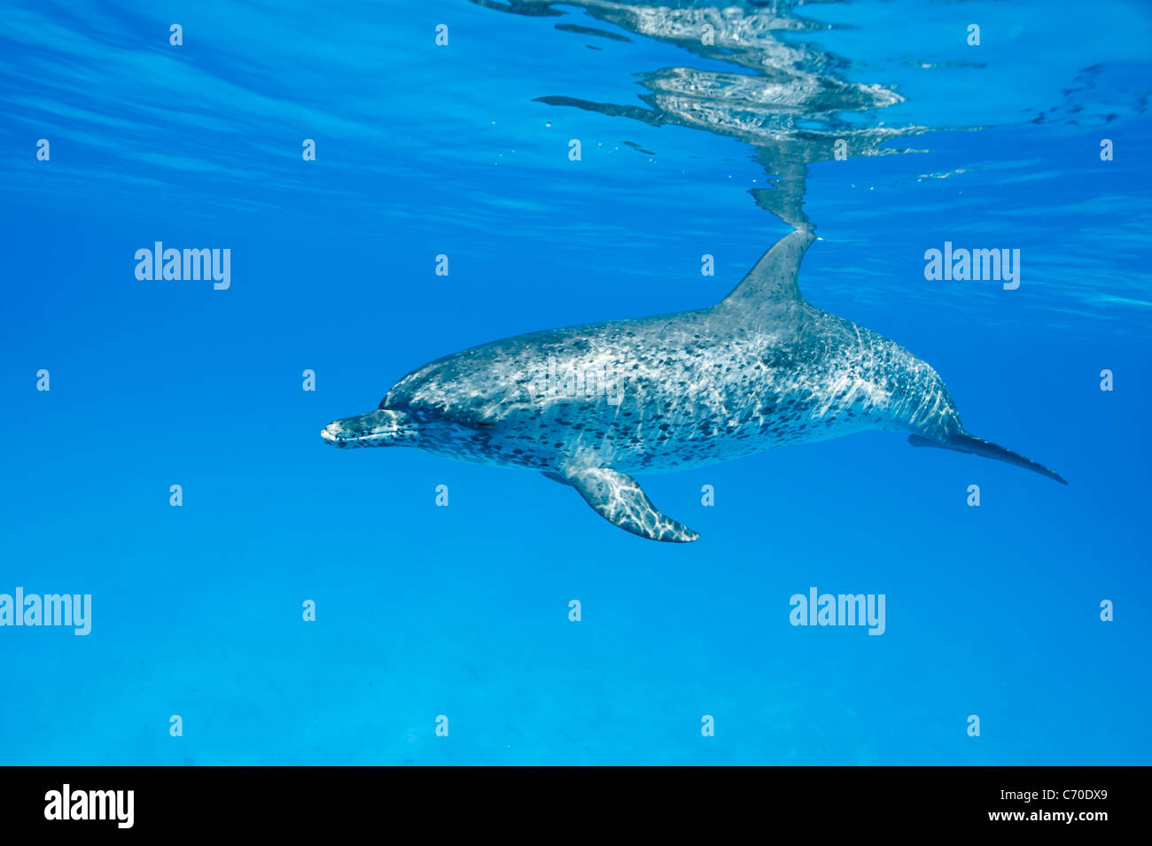 Atlantic spotted dolphin, Stenella frontalis, Atlantischer ...