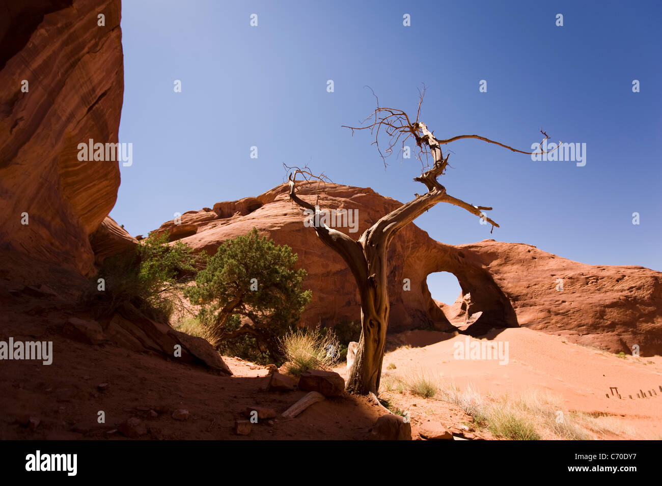 Arch called "Ear of the wind" and dead tree in Arches National Park ...