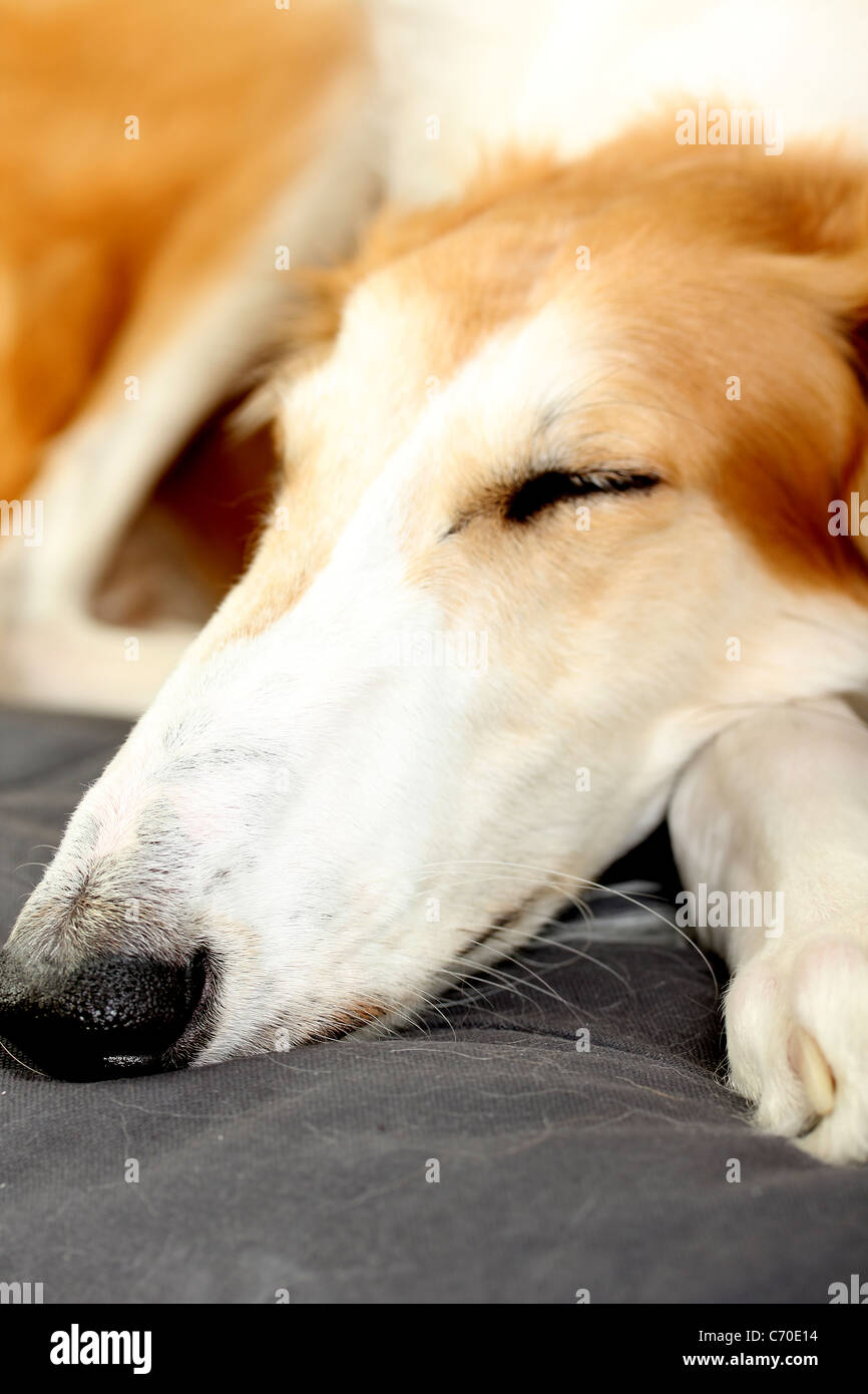 Russian greyhound hi-res stock photography and images - Alamy