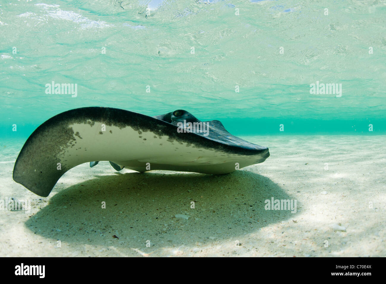 Friendly stingrays Bimini Bahamas swimming with tourists in a shallow ...