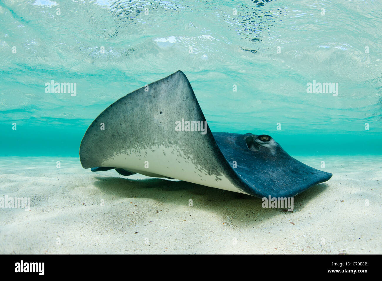 Friendly stingrays Bimini Bahamas swimming with tourists in a shallow ...