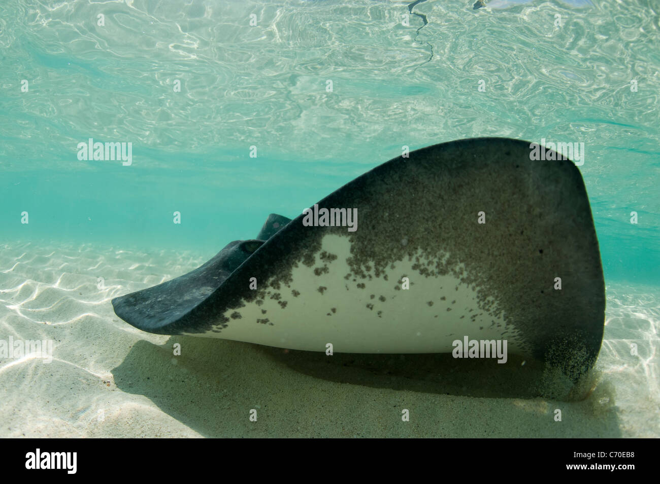 Friendly stingrays Bimini Bahamas swimming with tourists in a shallow ...
