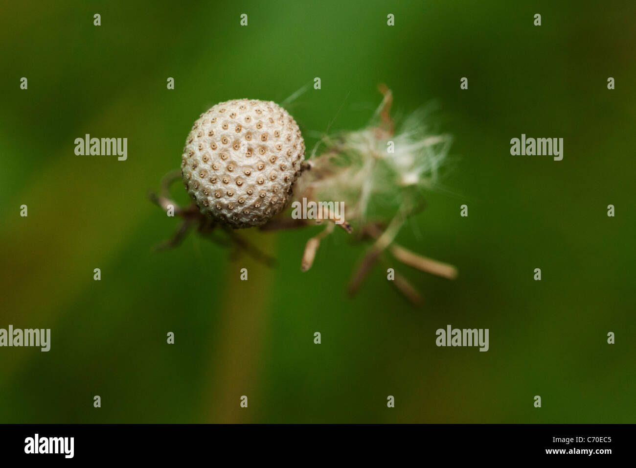 The head of a dandelion flower Stock Photo - Alamy