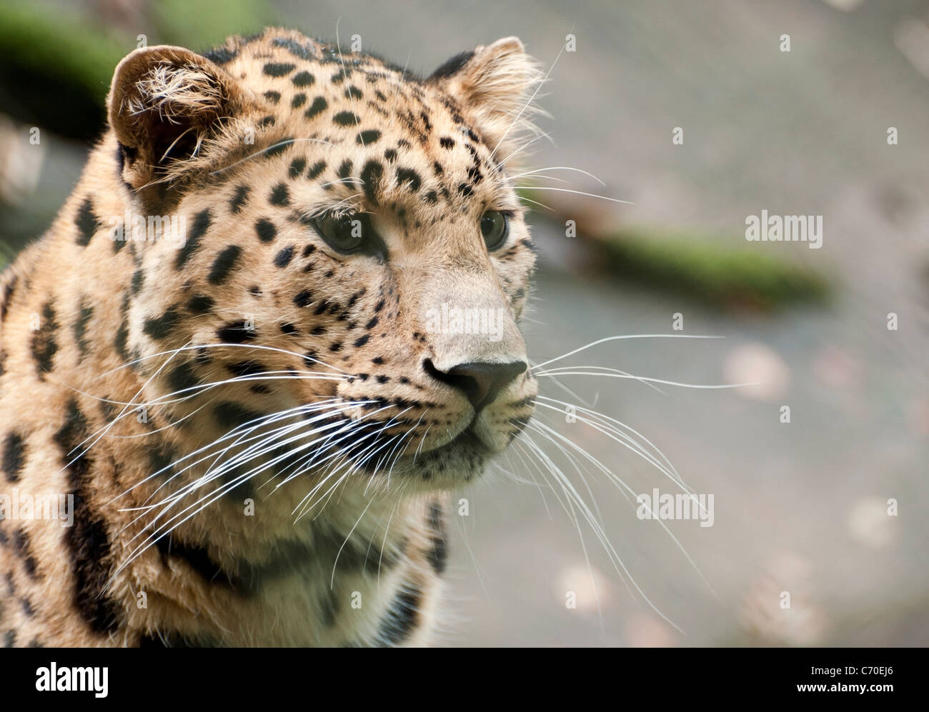Male Amur leopard Stock Photo - Alamy