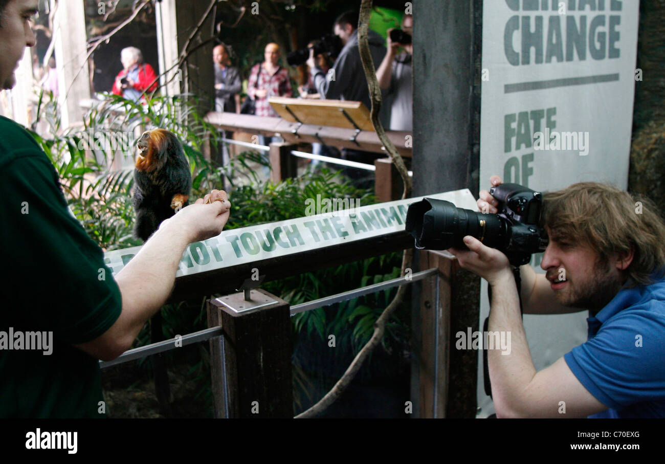 London Zoo launches The Rainforest Life London, England - 25.03.10 ...