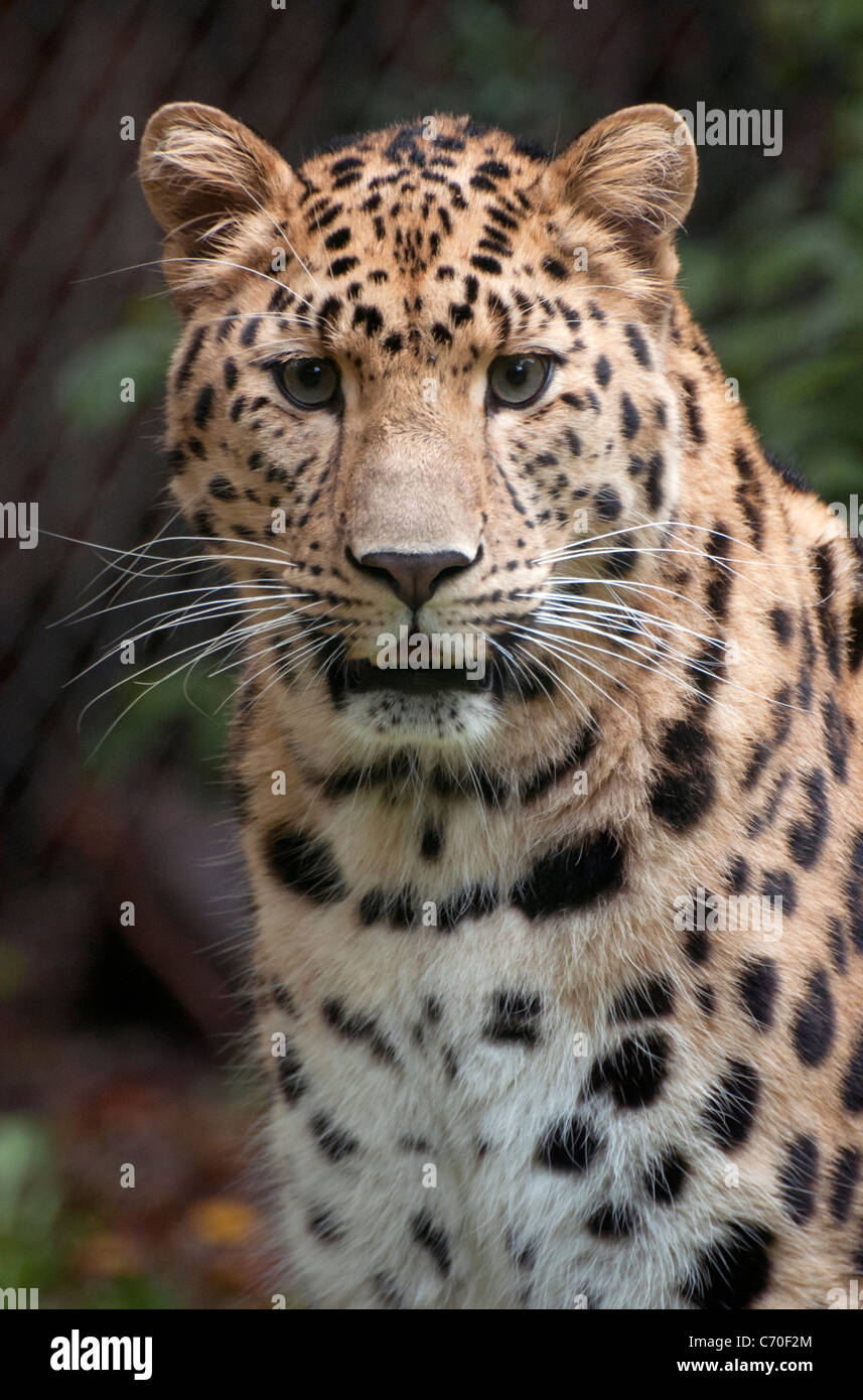 Kitan hi-res stock photography and images - Alamy