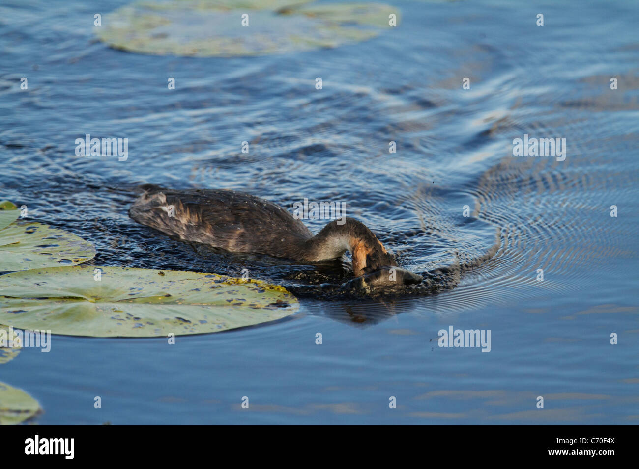 Adult great crested grebe searching underwater with head under water ...