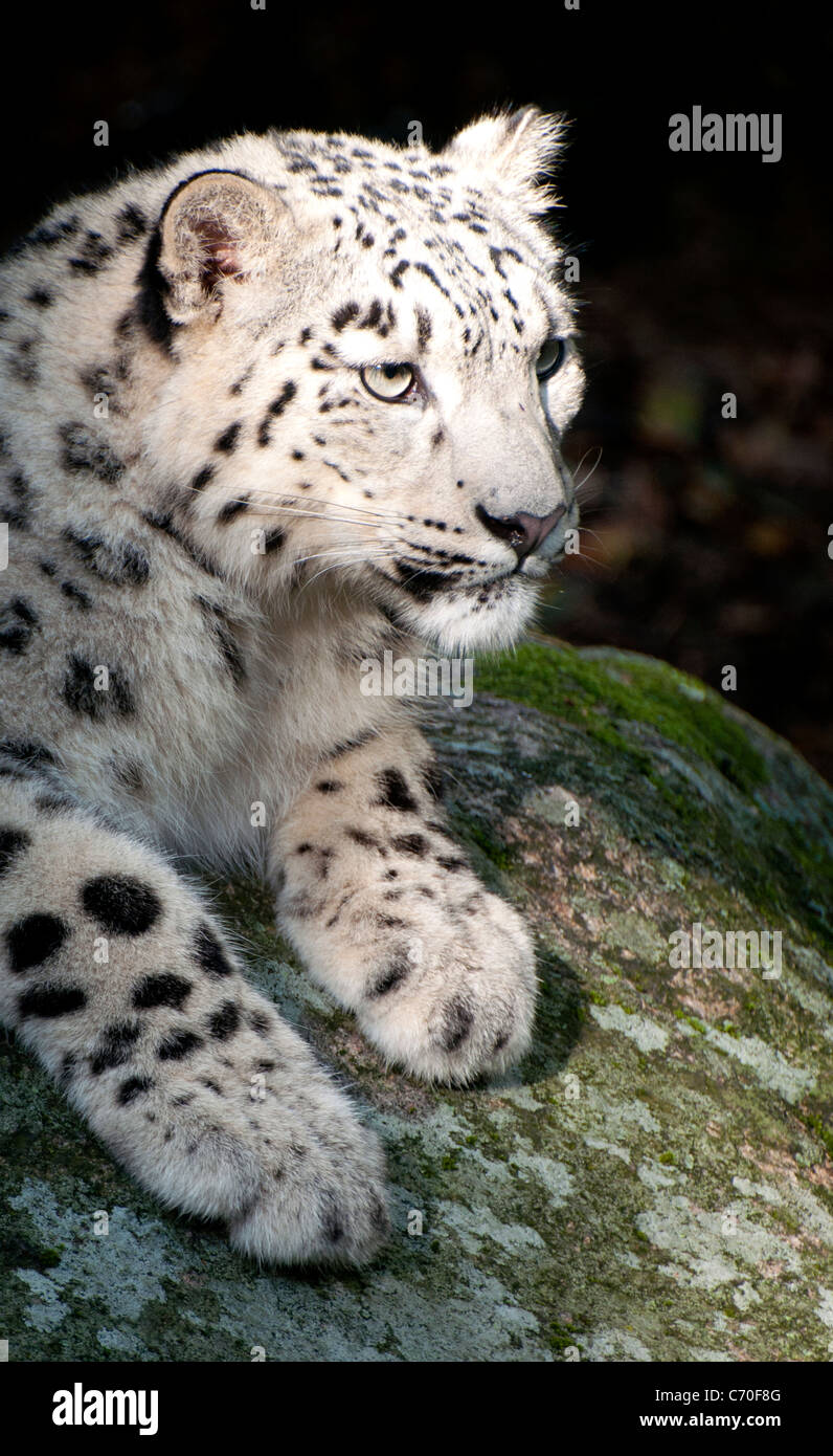 Snow leopard on rock hi-res stock photography and images - Alamy