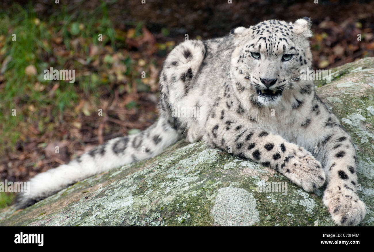 Snow leopard lying on rock Stock Photo - Alamy