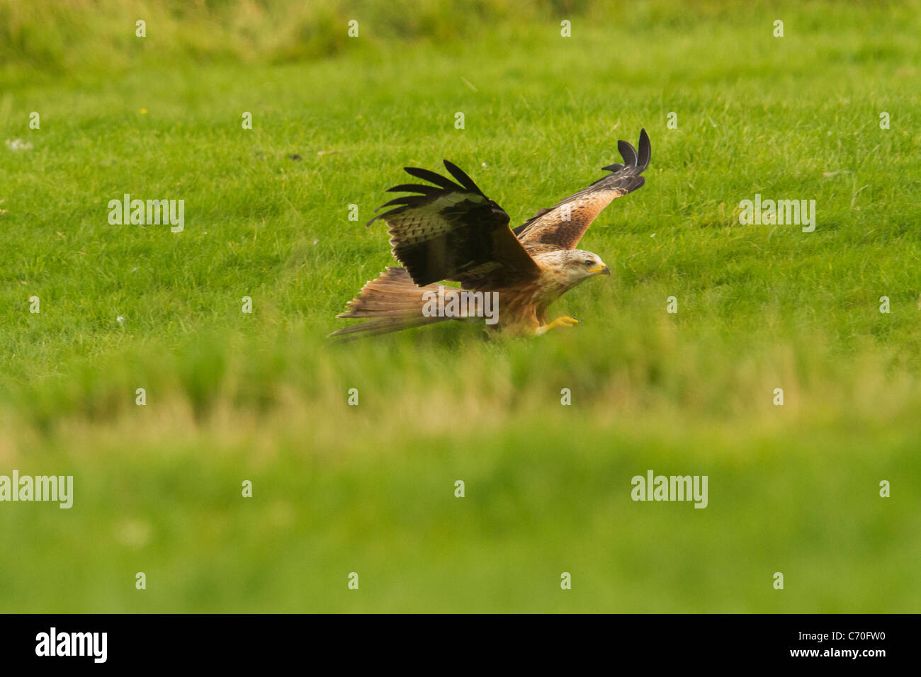 Swooping kite hi-res stock photography and images - Alamy