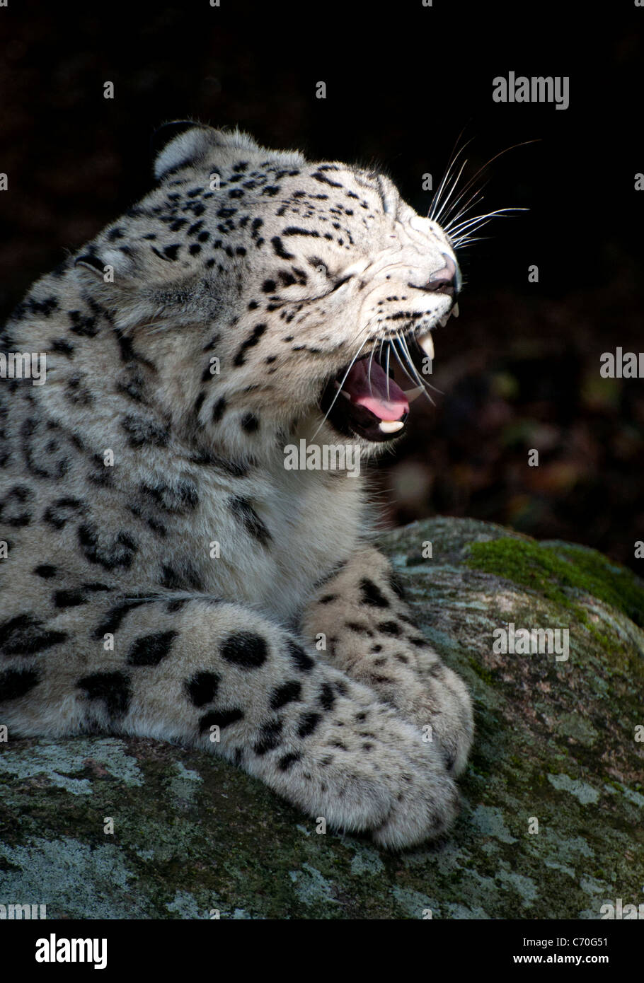 Snow leopard yawning Stock Photo - Alamy