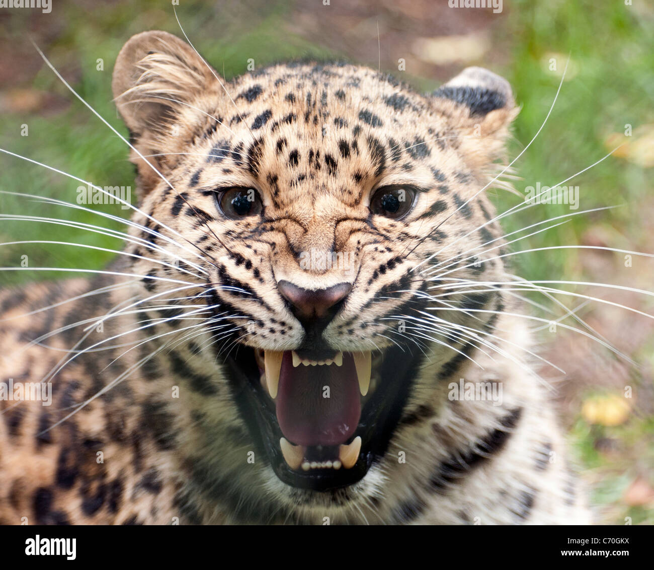 Leopard panthera pardus snarling hi-res stock photography and images ...