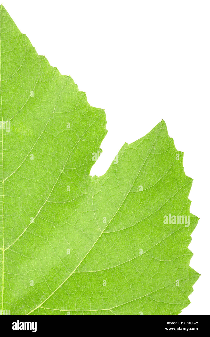 Grape leaf macro Stock Photo - Alamy