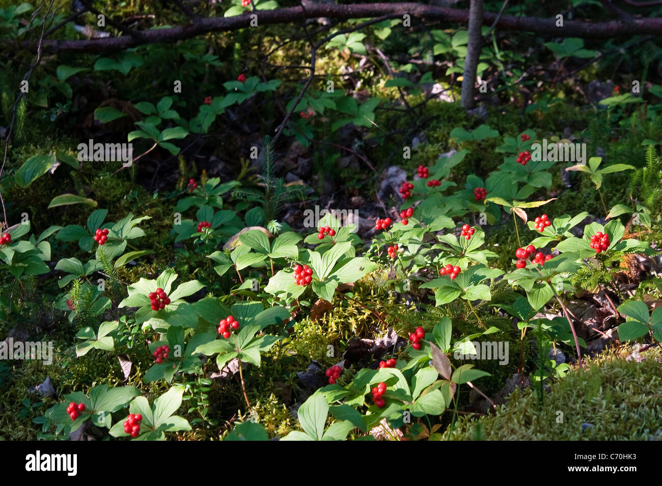 Scene of the diverse biology of the floor of a Boreal Forest in ...