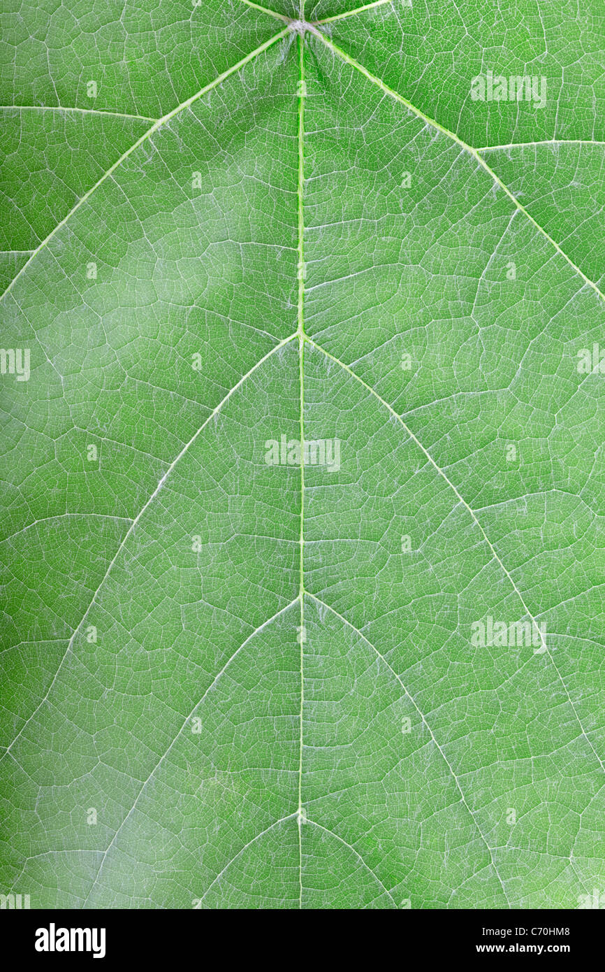 Leaf texture hi-res stock photography and images - Alamy