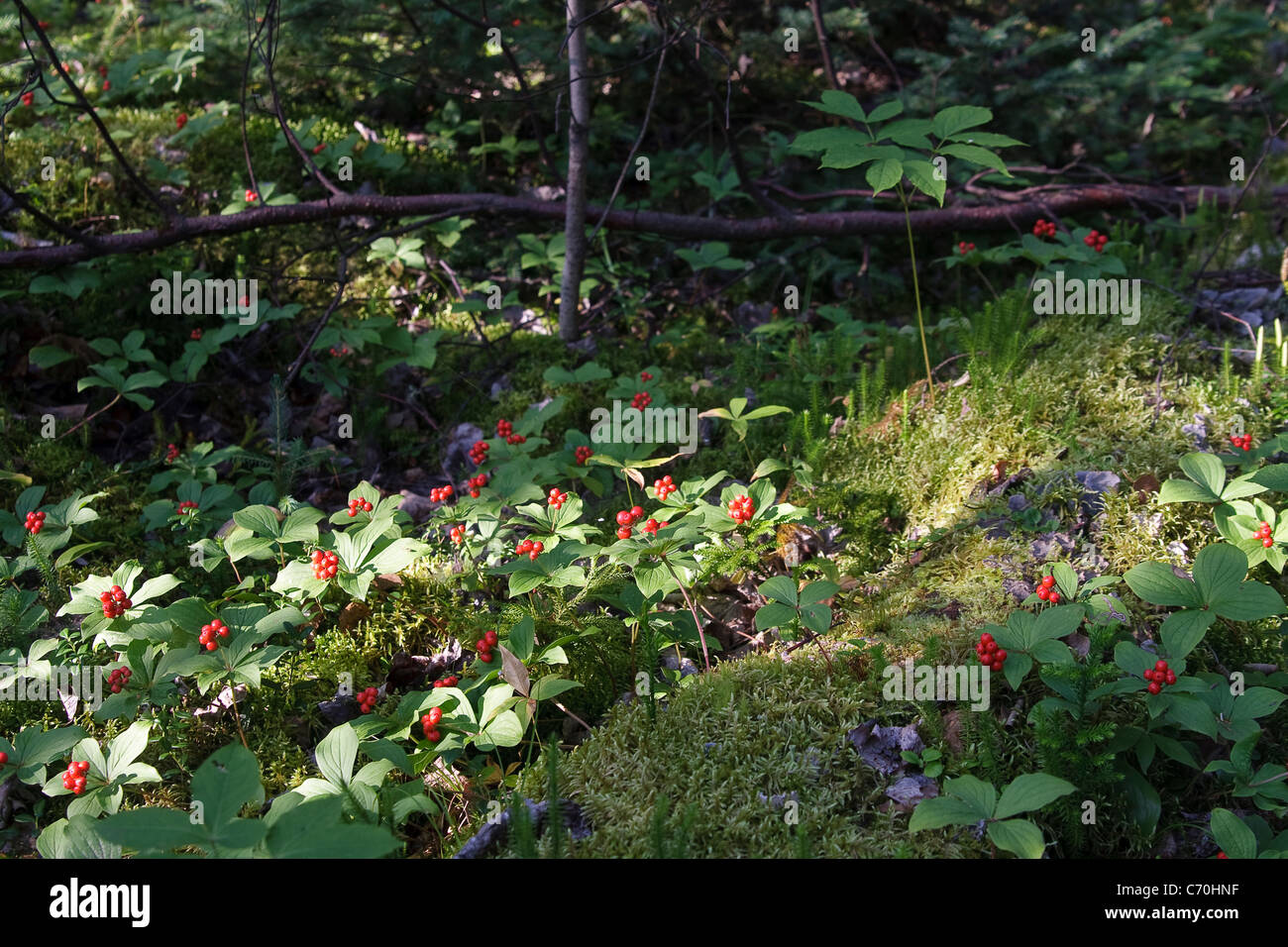 Diverse ecosystem forest hi-res stock photography and images - Alamy
