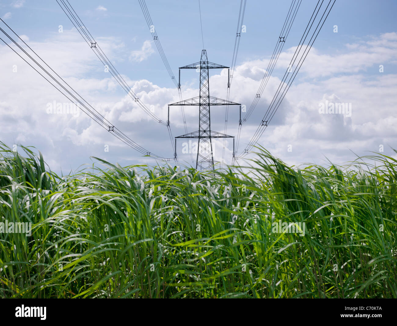 Crop Growing Stock Photos & Crop Growing Stock Images - Alamy