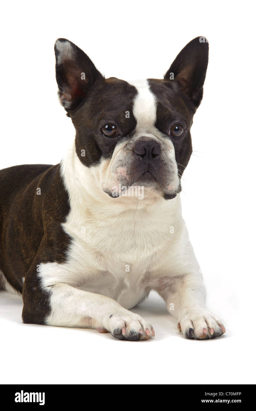 young dog boston terrier Stock Photo - Alamy