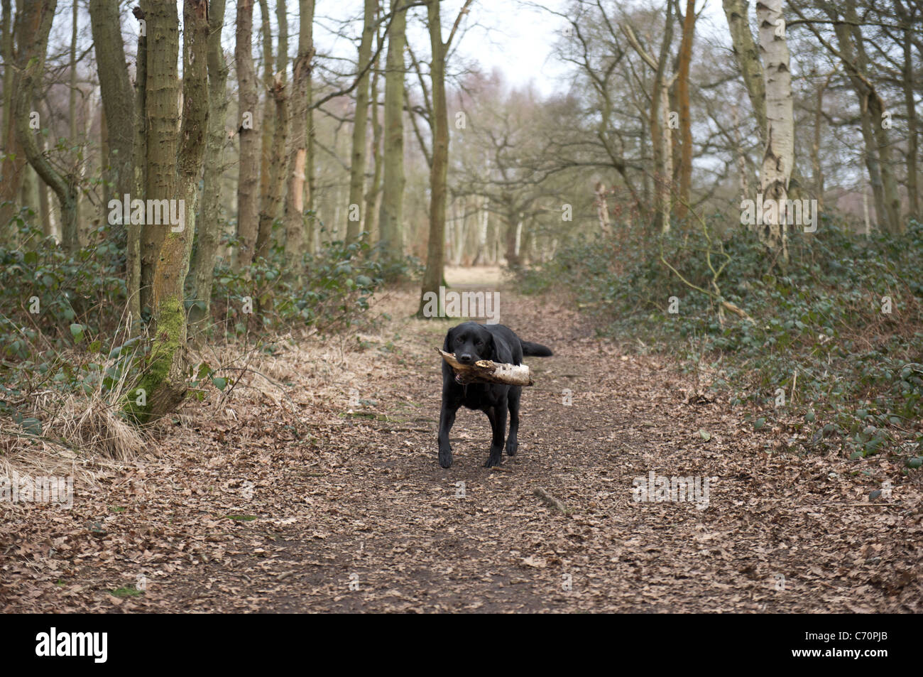 A Black Labrador carrying a stick through the Woods Stock Photo - Alamy
