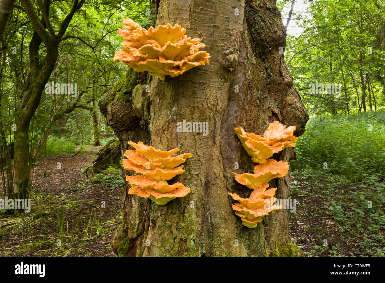 Laetiporus sulphureus fungi in wood also known as Chicken of the Woods ...