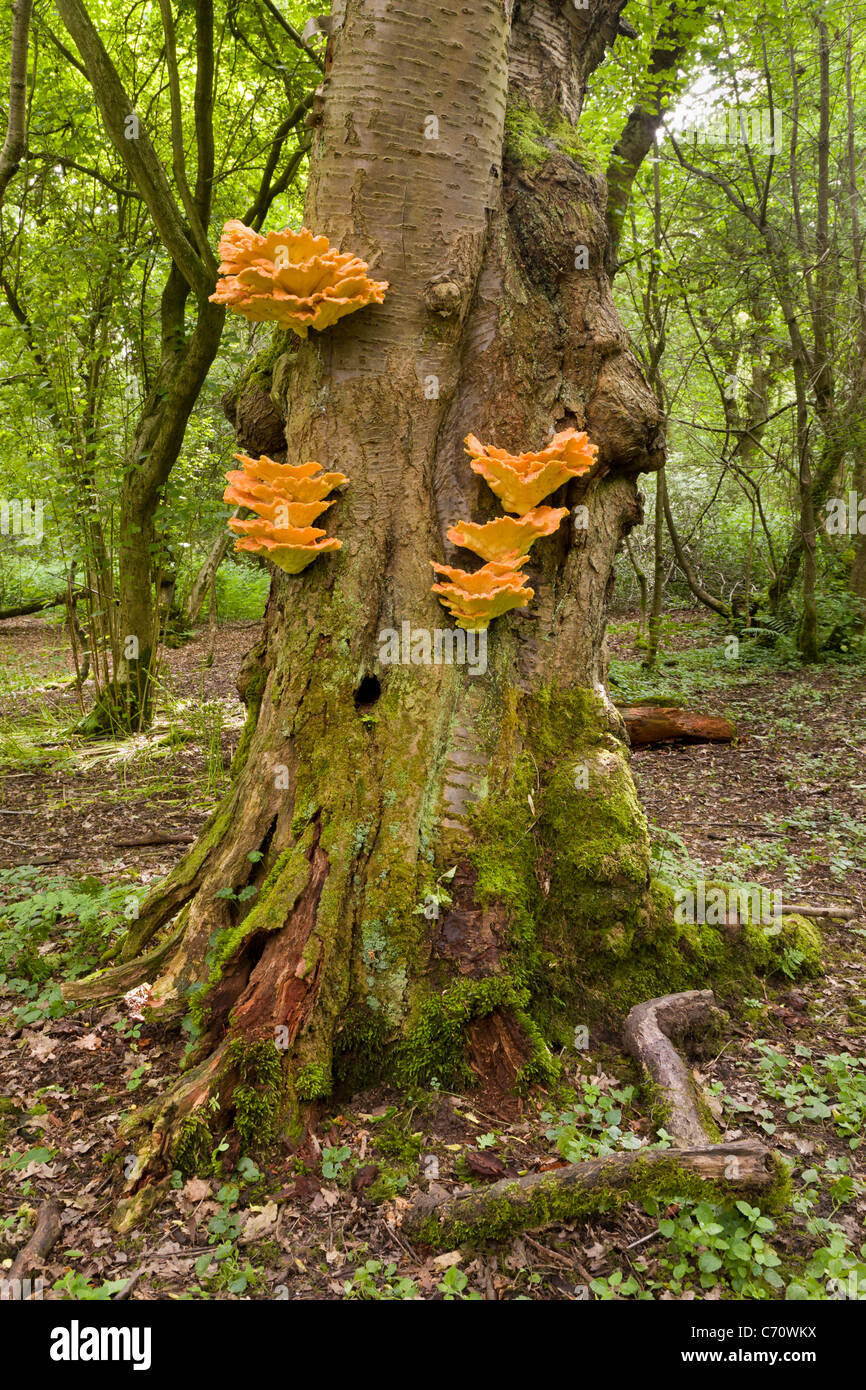 Laetiporus sulphureus fungi in wood also known as Chicken of the Woods ...