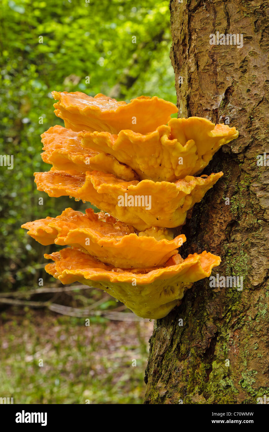 Laetiporus sulphureus fungi in wood also known as Chicken of the Woods ...