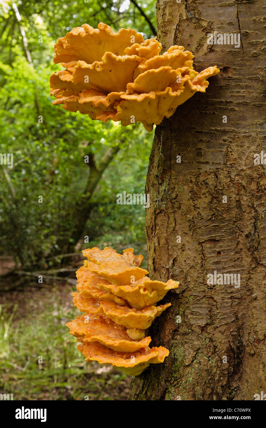 Laetiporus sulphureus fungi in wood also known as Chicken of the Woods ...