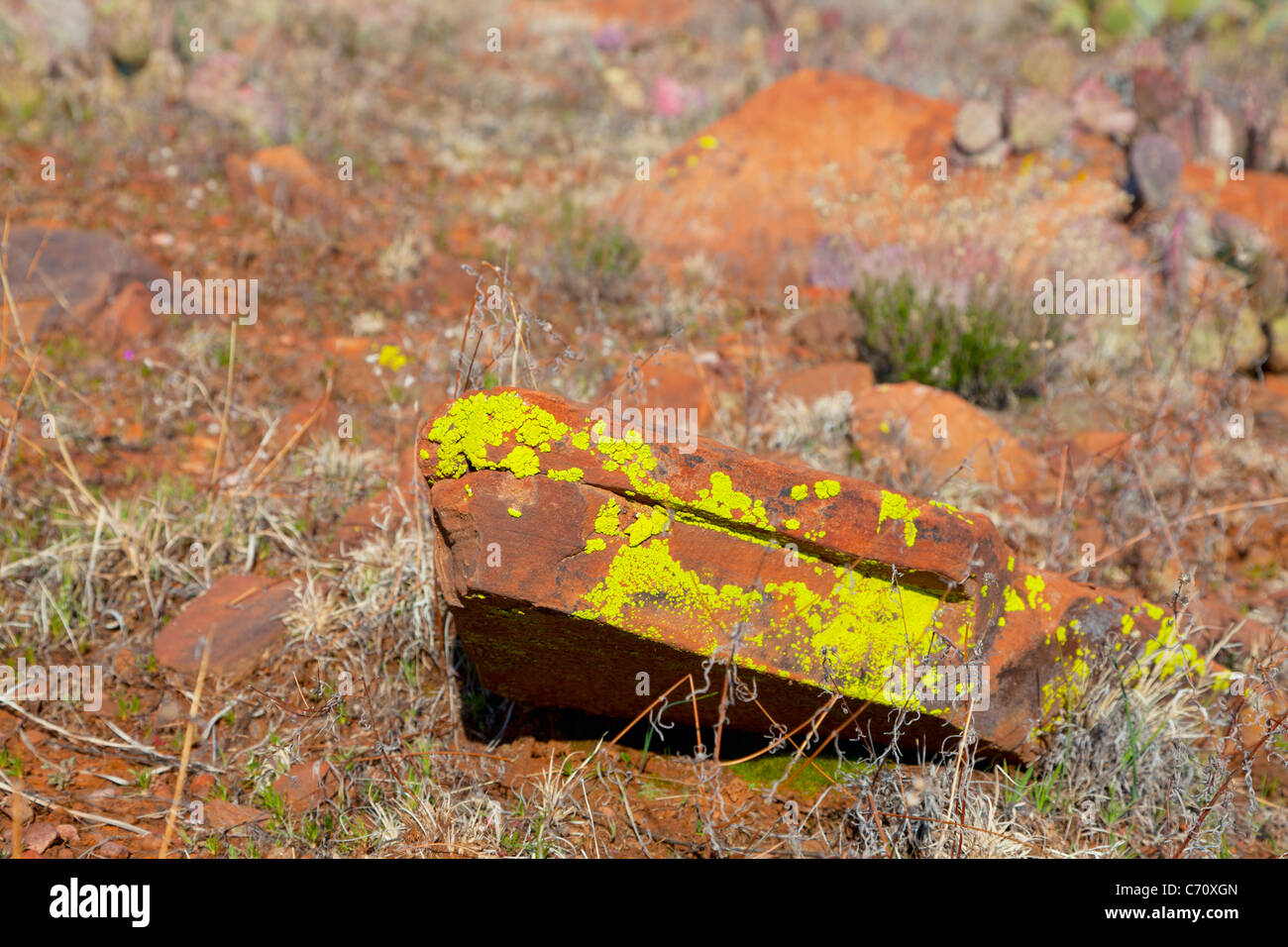 Lichen rock red hi-res stock photography and images - Alamy