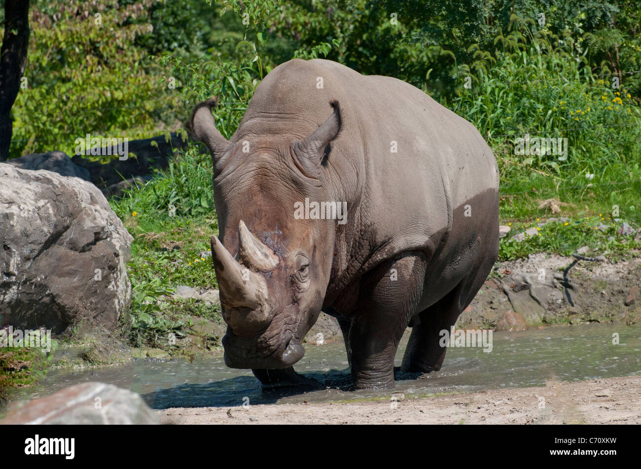 A Rhinoceros in water Stock Photo - Alamy