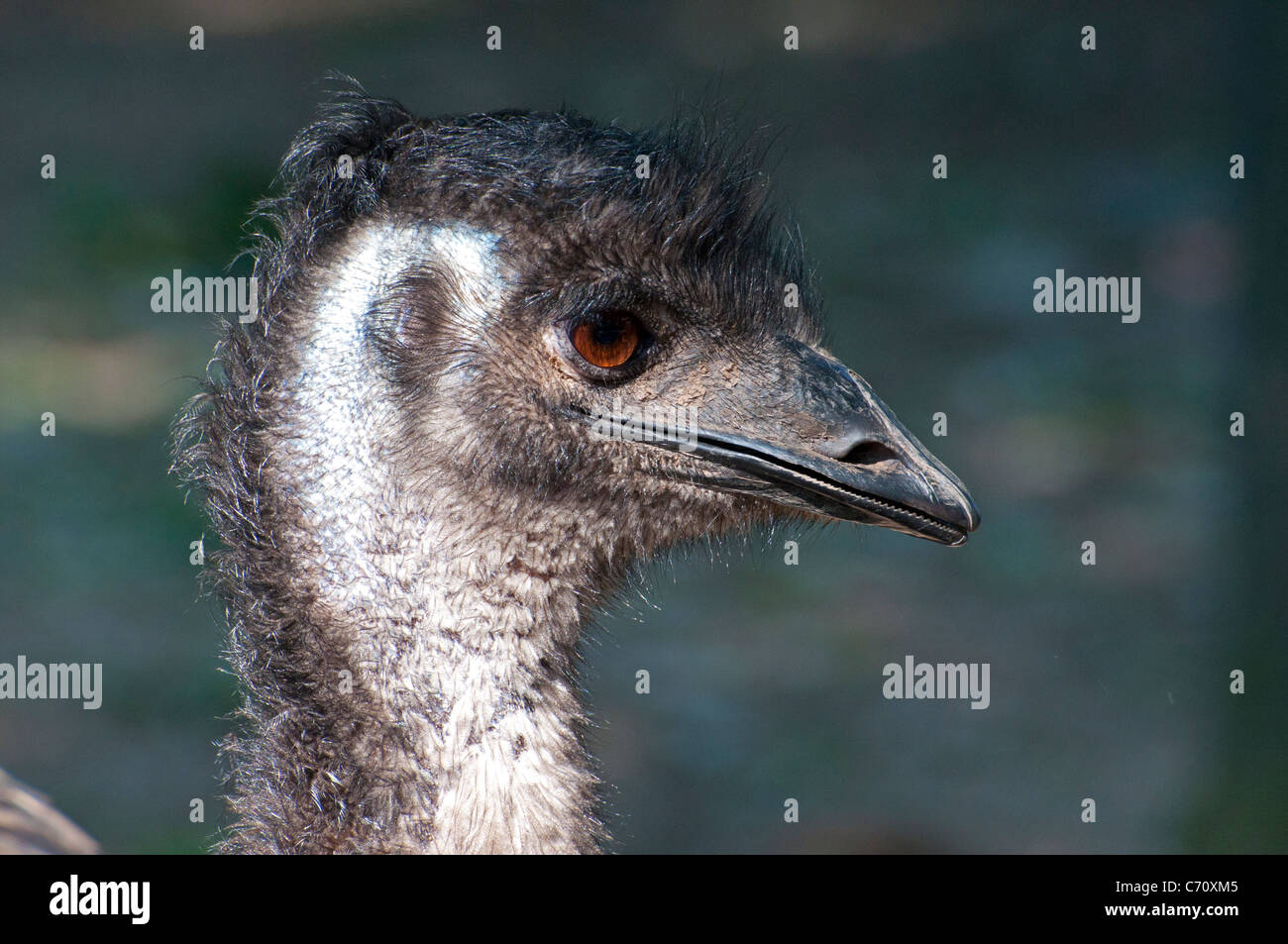 Zoo emu hi-res stock photography and images - Alamy