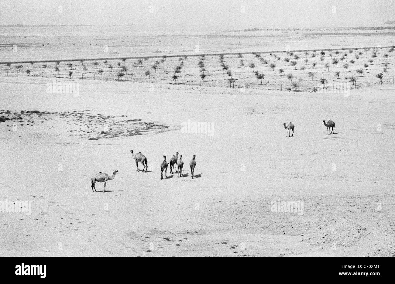 Dubai in 1970s hi-res stock photography and images - Alamy