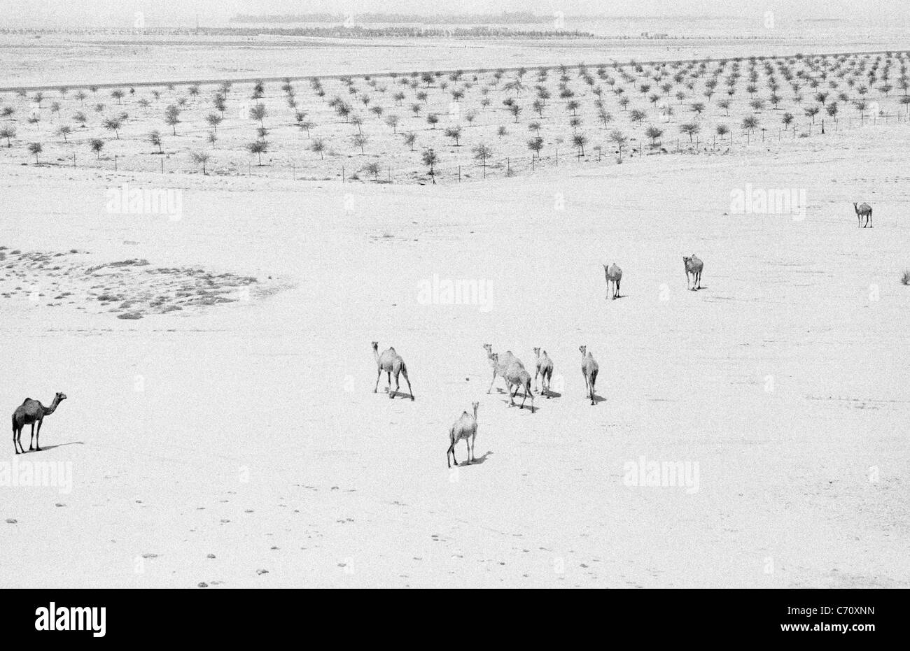 Dubai in 1970s hi-res stock photography and images - Alamy