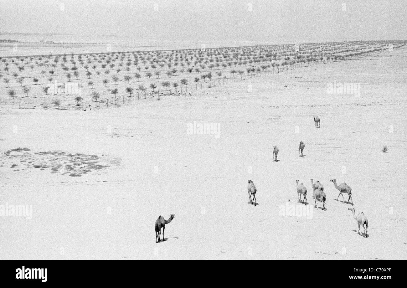 Uae 1970s hi-res stock photography and images - Alamy