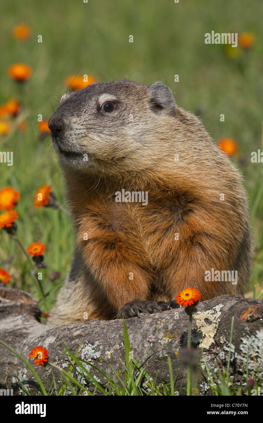 Monax High Resolution Stock Photography and Images - Alamy