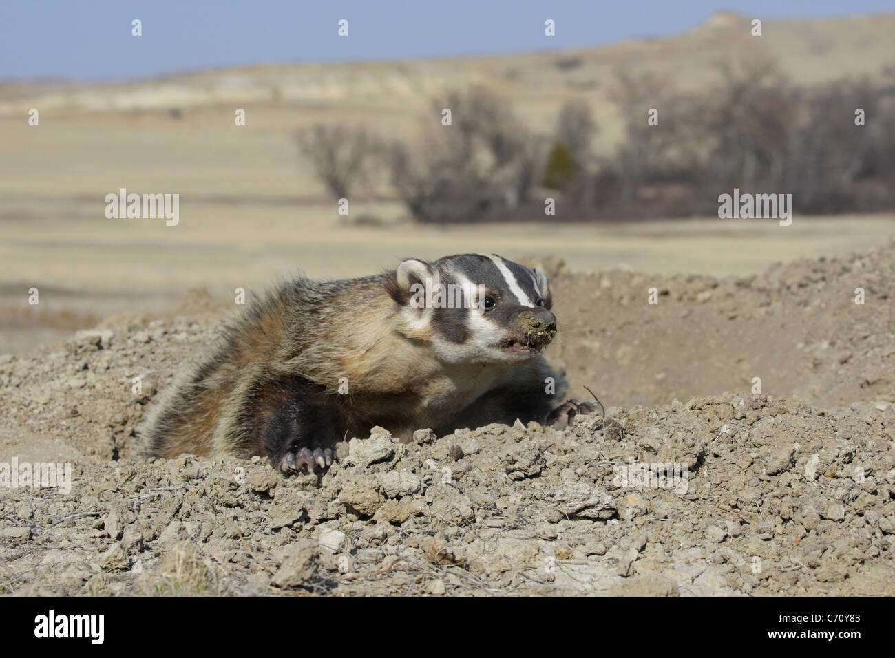 American badger hi-res stock photography and images - Alamy