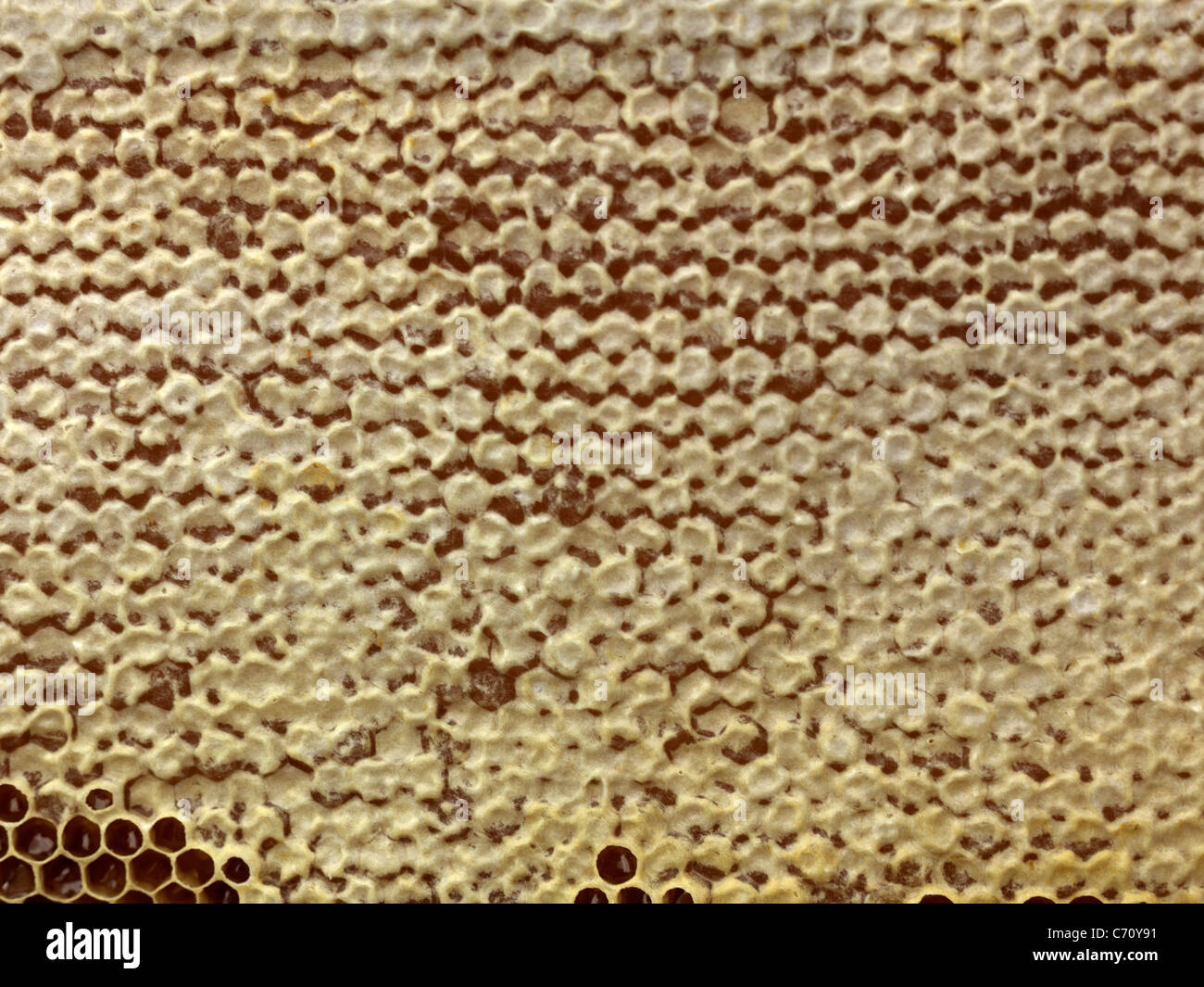 Sealed Honeycomb from Bees Nest ready for extraction Stock Photo - Alamy