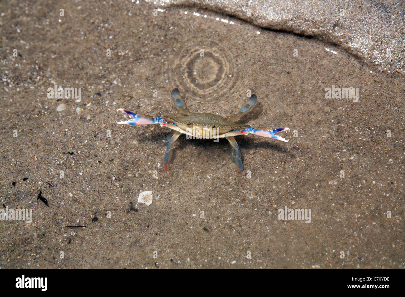 Beach, sand and other things. A crab in defensive position Stock Photo ...