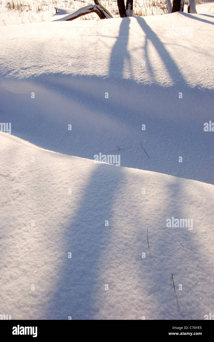 Path covered with snow. Tree shadows on snow. Winter beauty Stock Photo ...