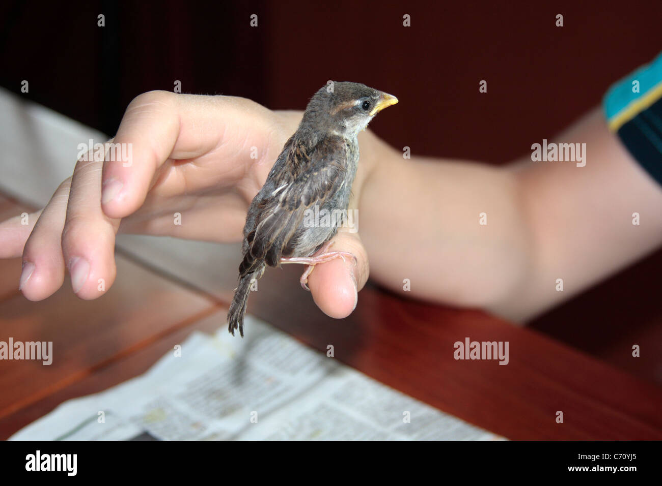 Boy with little bird Stock Photo - Alamy
