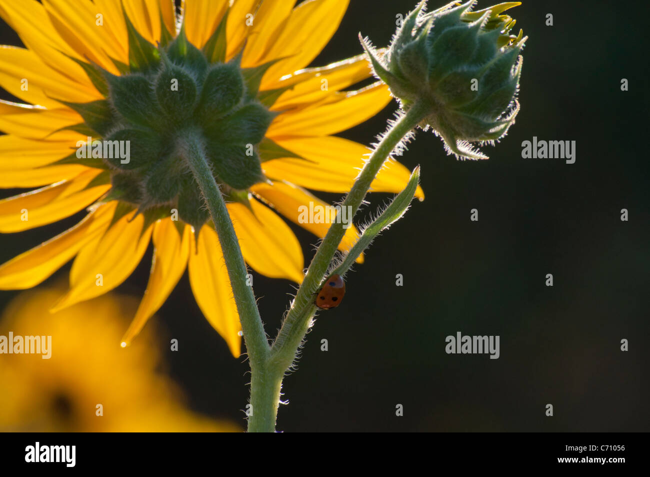Ladybug on a sunflower Stock Photo - Alamy