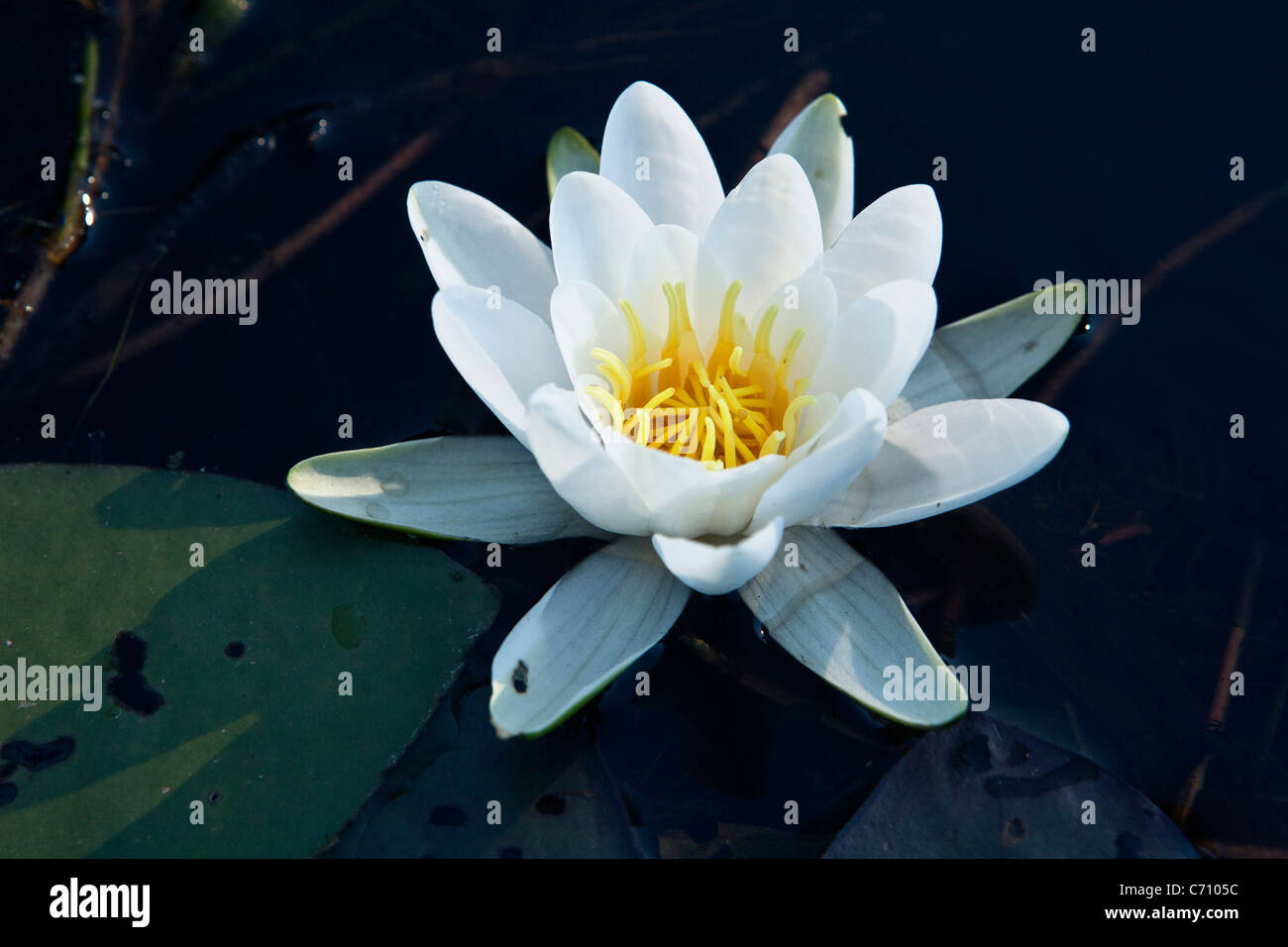 Nymphaea candida hi-res stock photography and images - Alamy