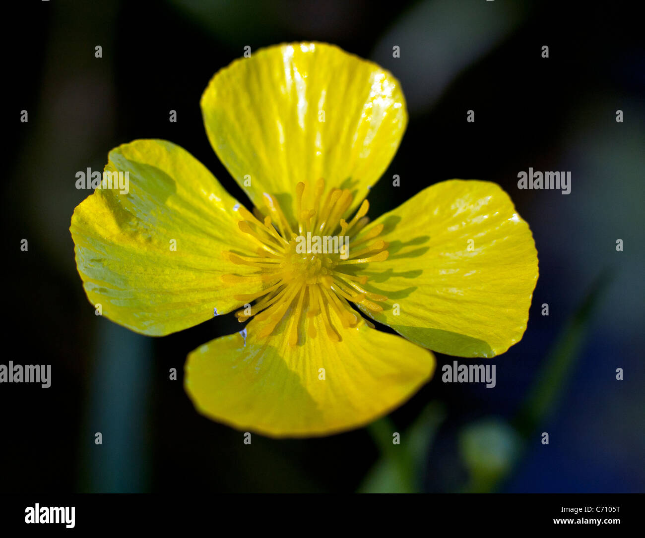 Cup Shaped Yellow Flowers High Resolution Stock Photography and Images ...