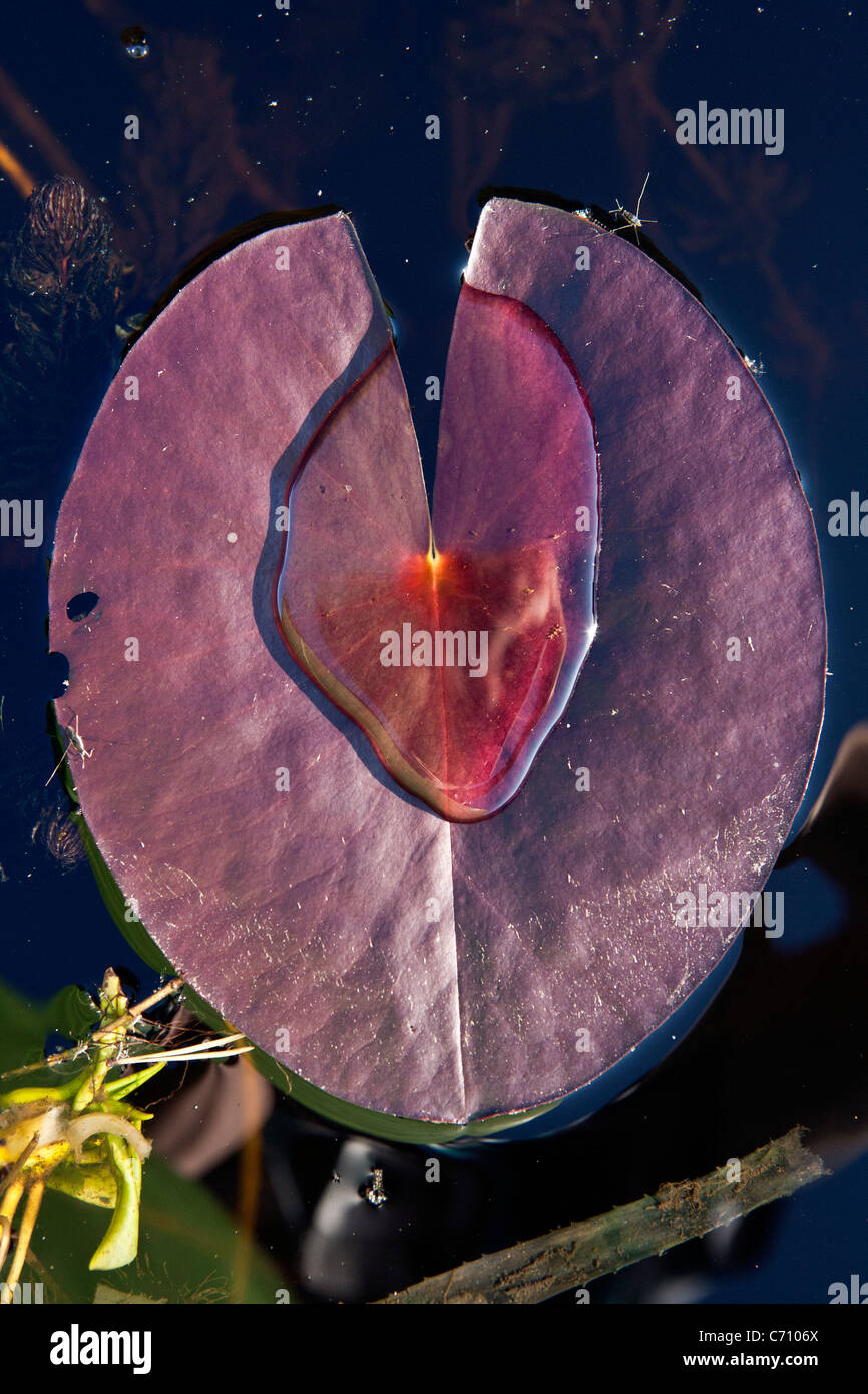 Close-up of Water-lily Nymphaea candida leaf in Ragalu lake Engure ...