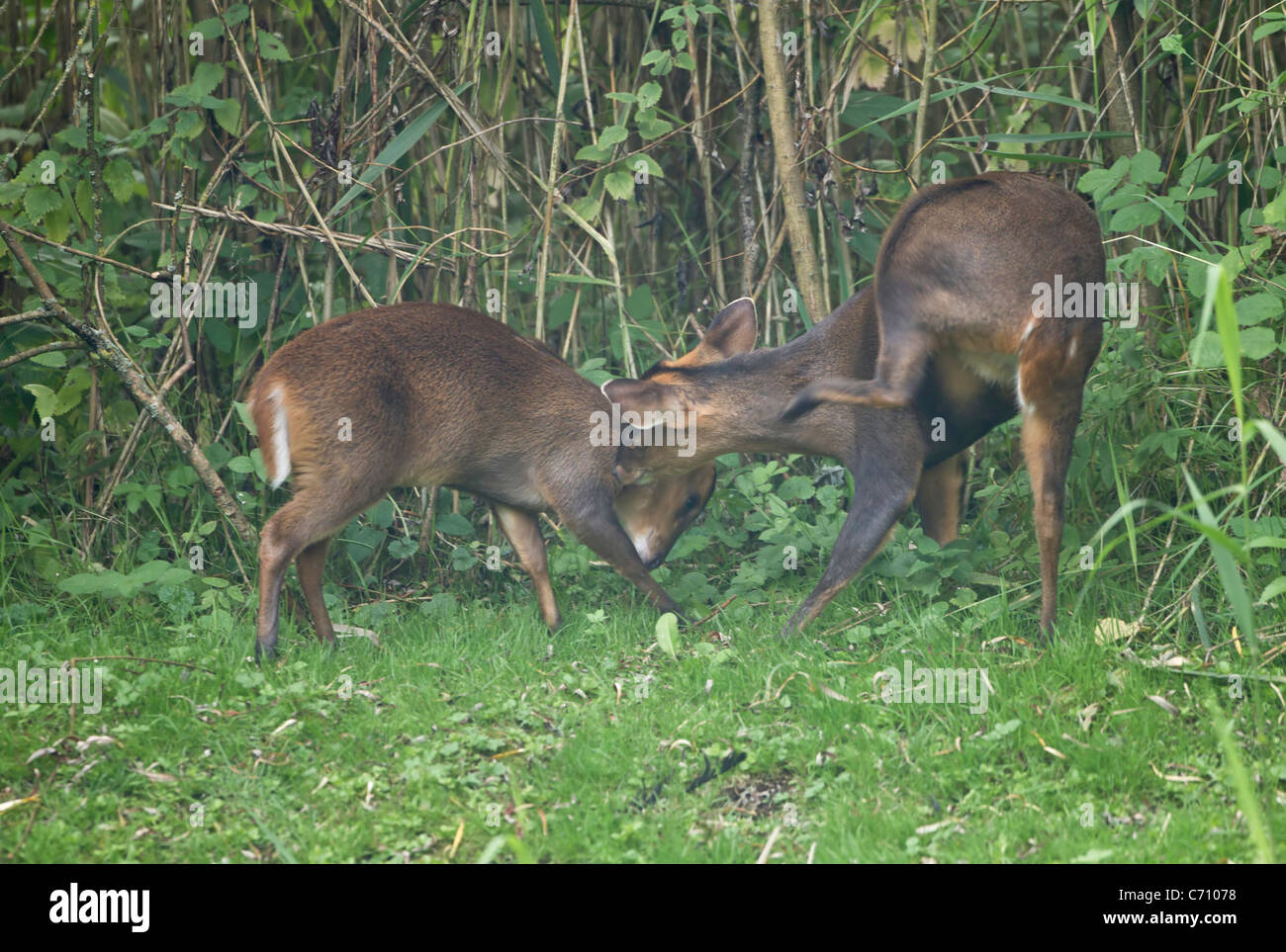 Mother and baby deer muntjac also called barking deer together Stock ...