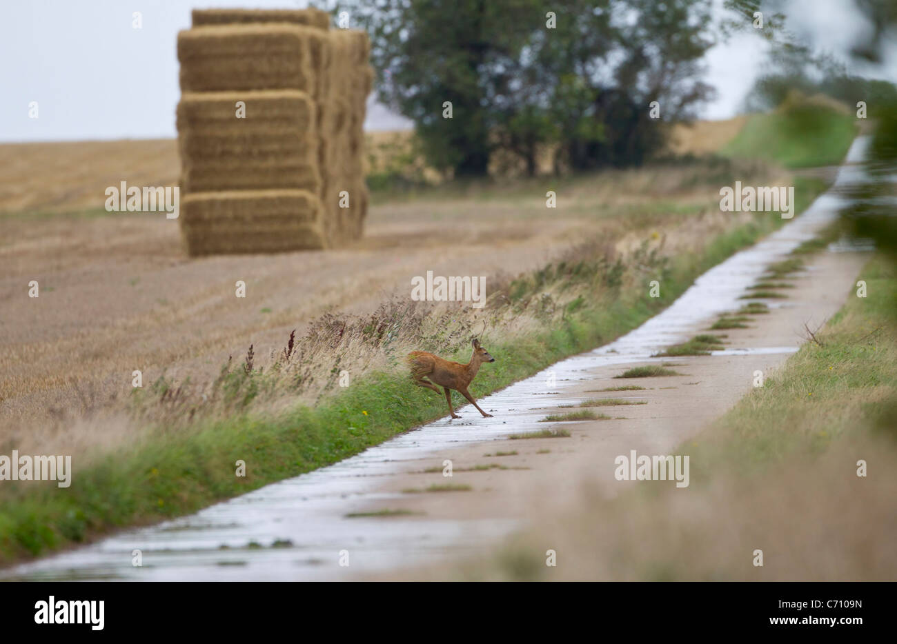 Roe deer capreolus road hi-res stock photography and images - Alamy
