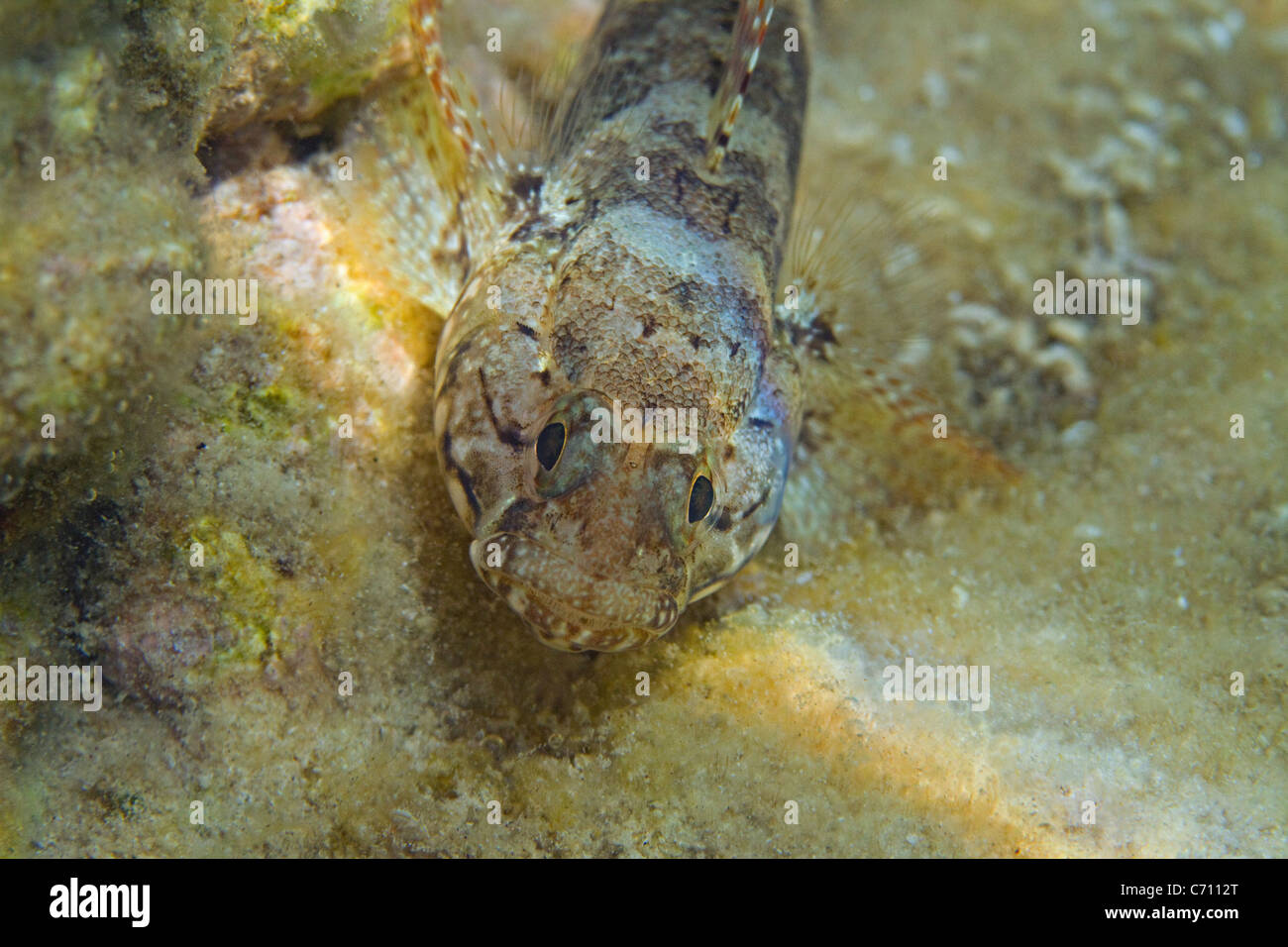 Goby habitat hi-res stock photography and images - Alamy